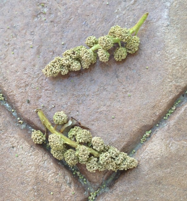 Attack of the Killer Sweet-Gum | The Arch City Gardener